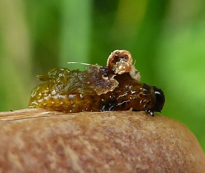Dave Hubble's ecology spot: The Great Juvenile Chrysomelidae Project