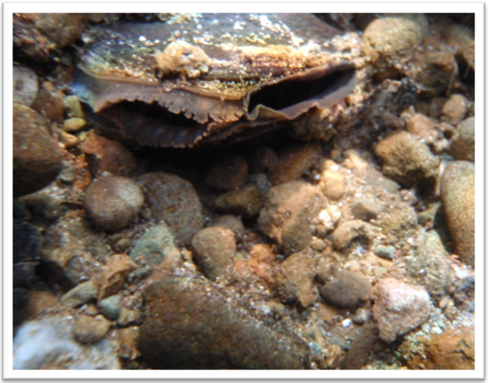 The Fish Files: The Puzzling Pearlshells of the Satsop River Drainage