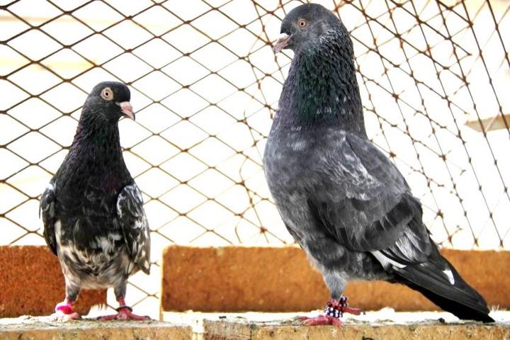 Beautiful High Flying Pigeons Pairs ~ Pigeons Photos | Pigeons Care ...