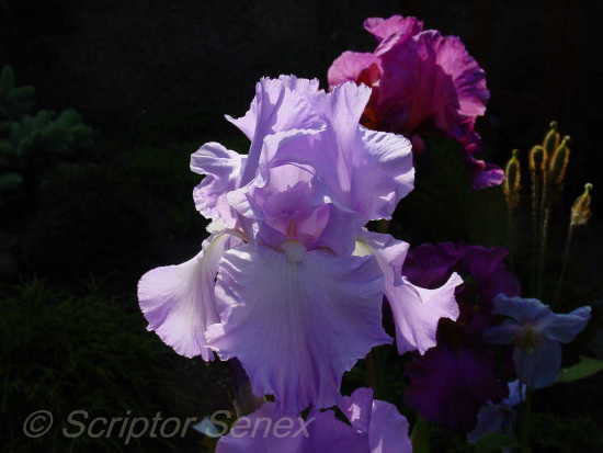 RAMBLES FROM MY CHAIR: ABC Wednesday – I is Iris