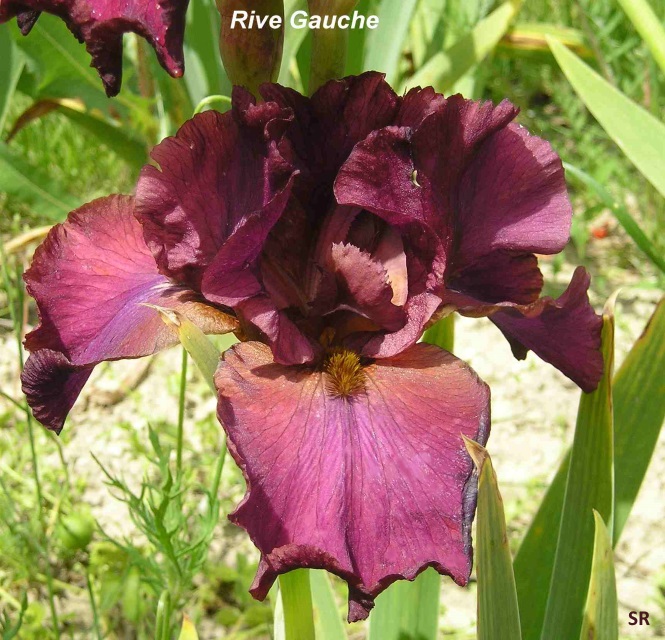 World of Irises: French Irises and Their Hybridizers