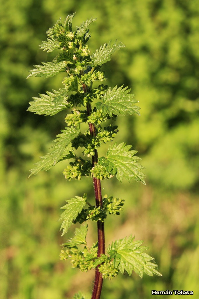 Flora Bonaerense: Ortiga menor (Urtica urens)