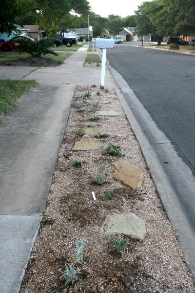 Gardening in Austin: Hell Strip - the big one