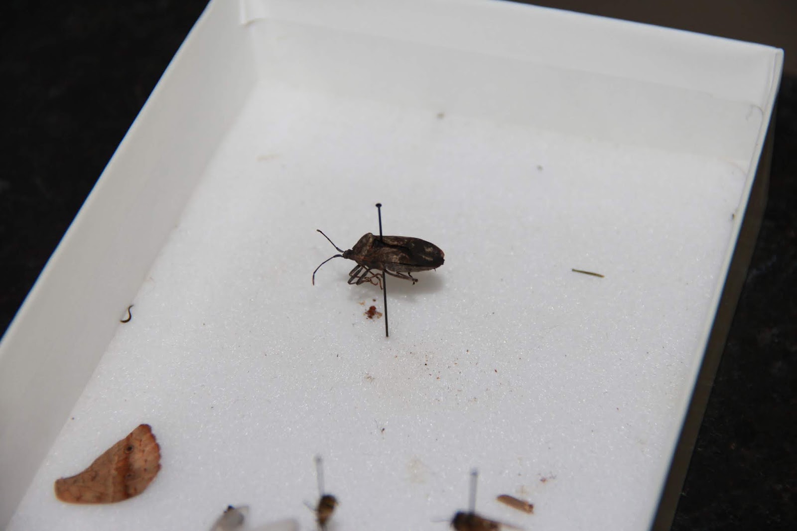 Bexar County Entomology: Squash Bugs on the Loose