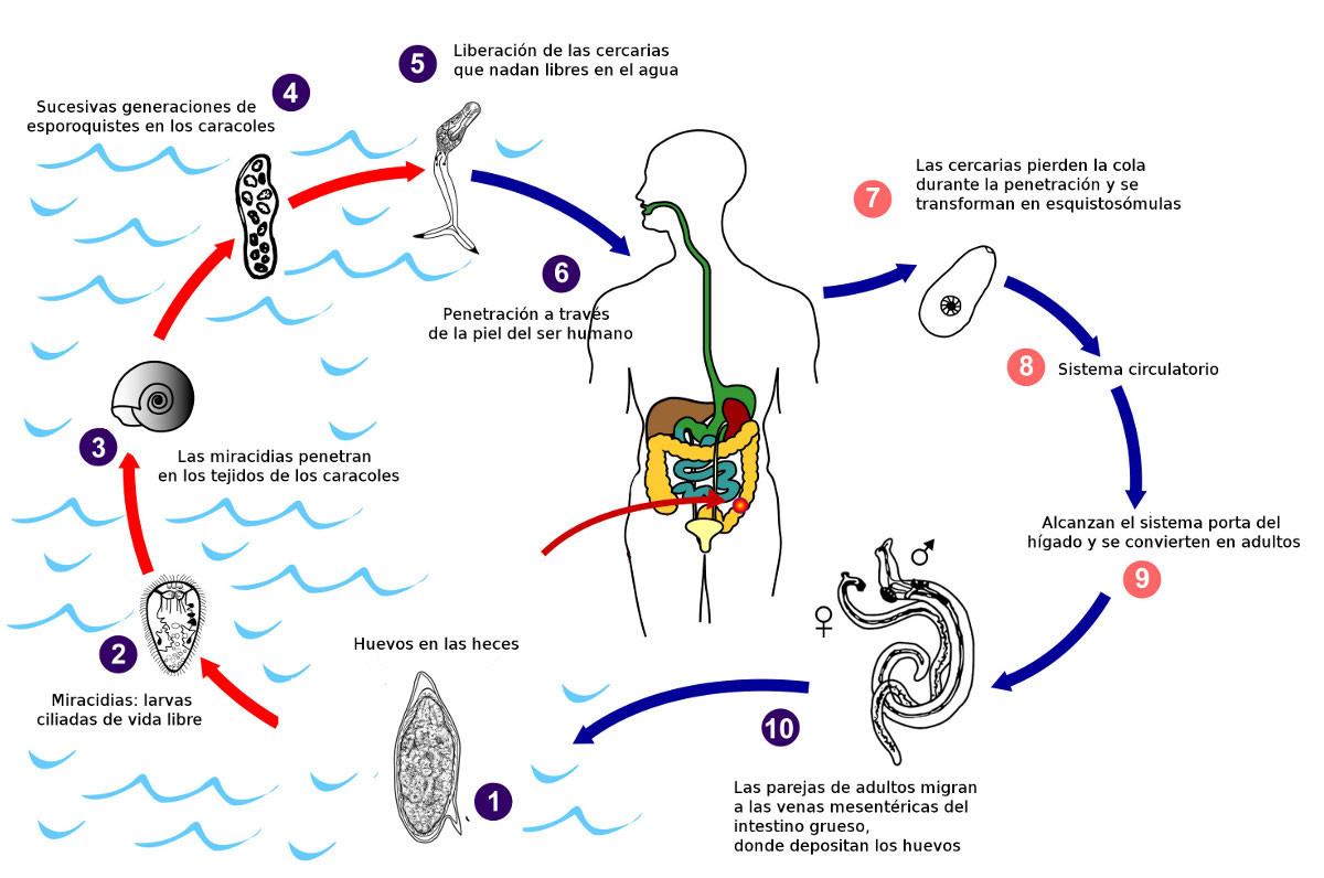 Info animales: PARÁSITOS