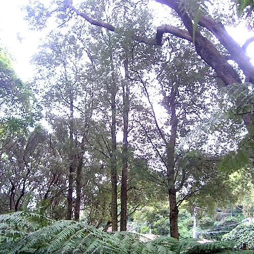 Theobrominated: Rue the day