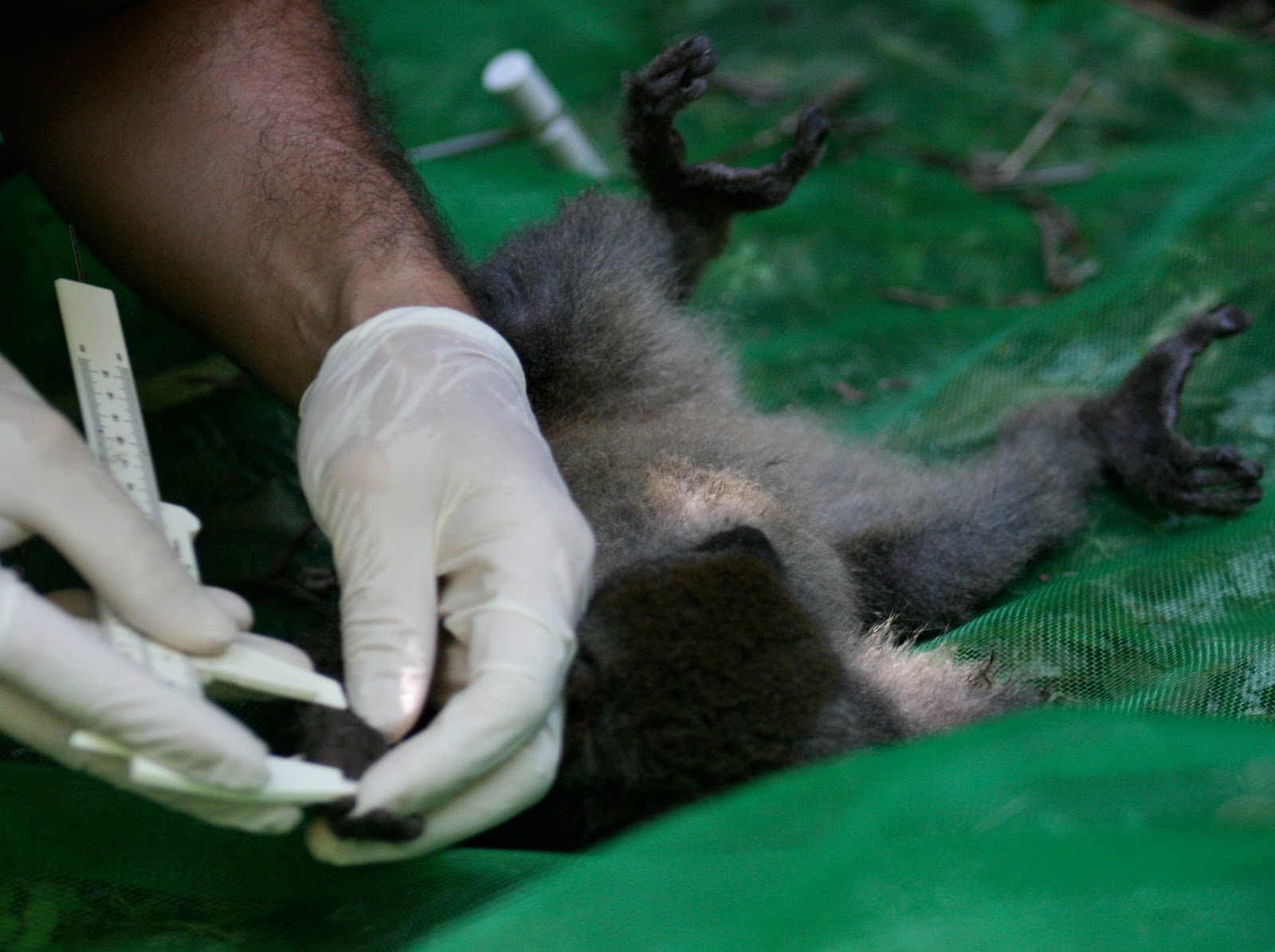 Hapalemur Ever After: Collaring our first lemur