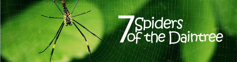 Cape Tribulation Accommodation: 7 Interesting Spiders of the Daintree