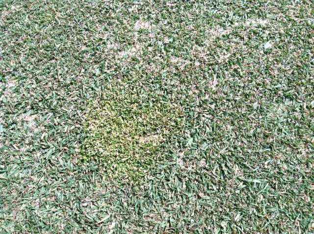 Highlands Country Club Agronomy: Bentgrass or Poa annua???