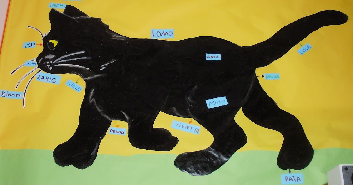 blog de clase de infantil: PARTES DEL CUERPO DE UN GATO