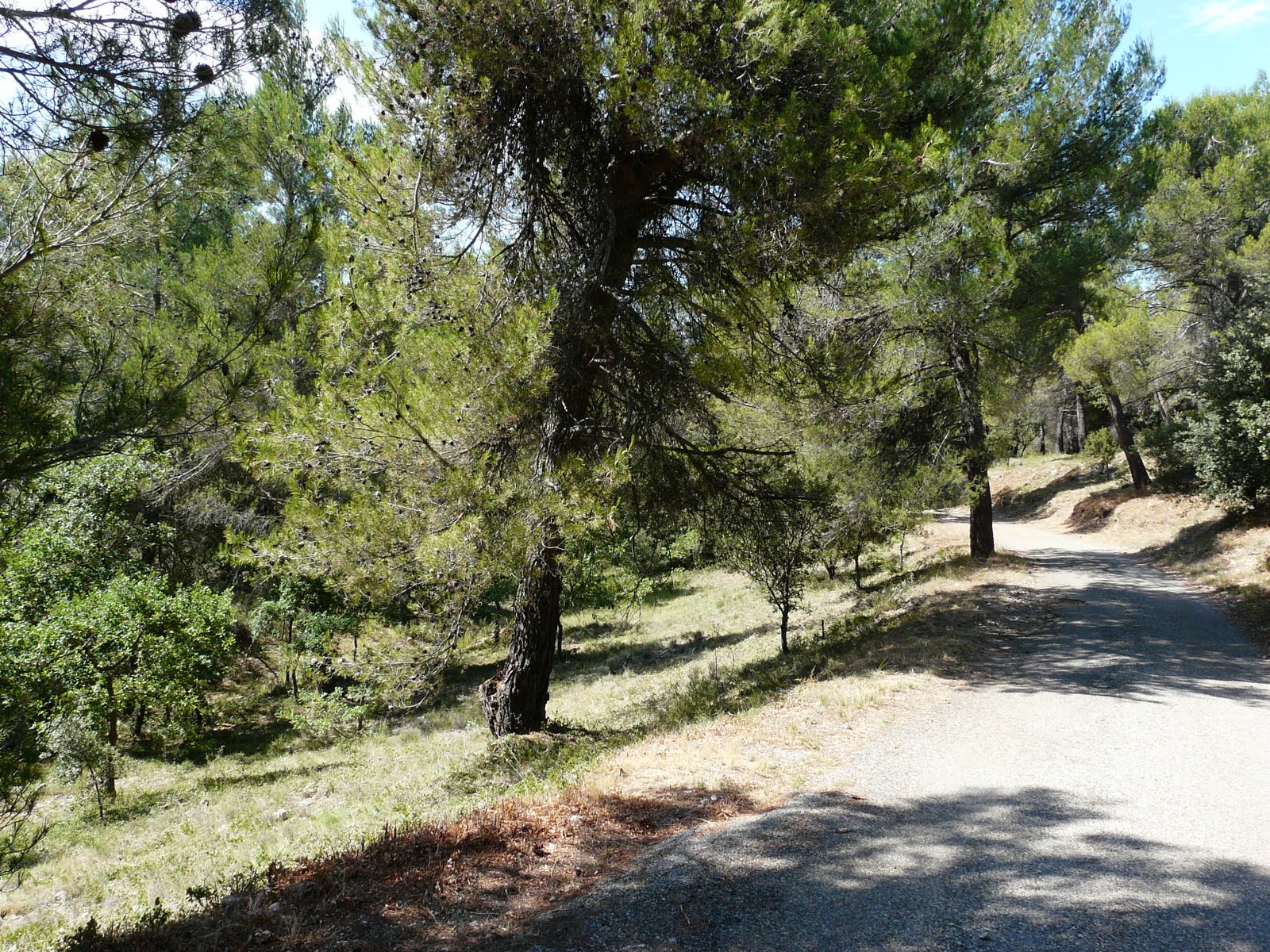 Une forêt en Provence: Actualité