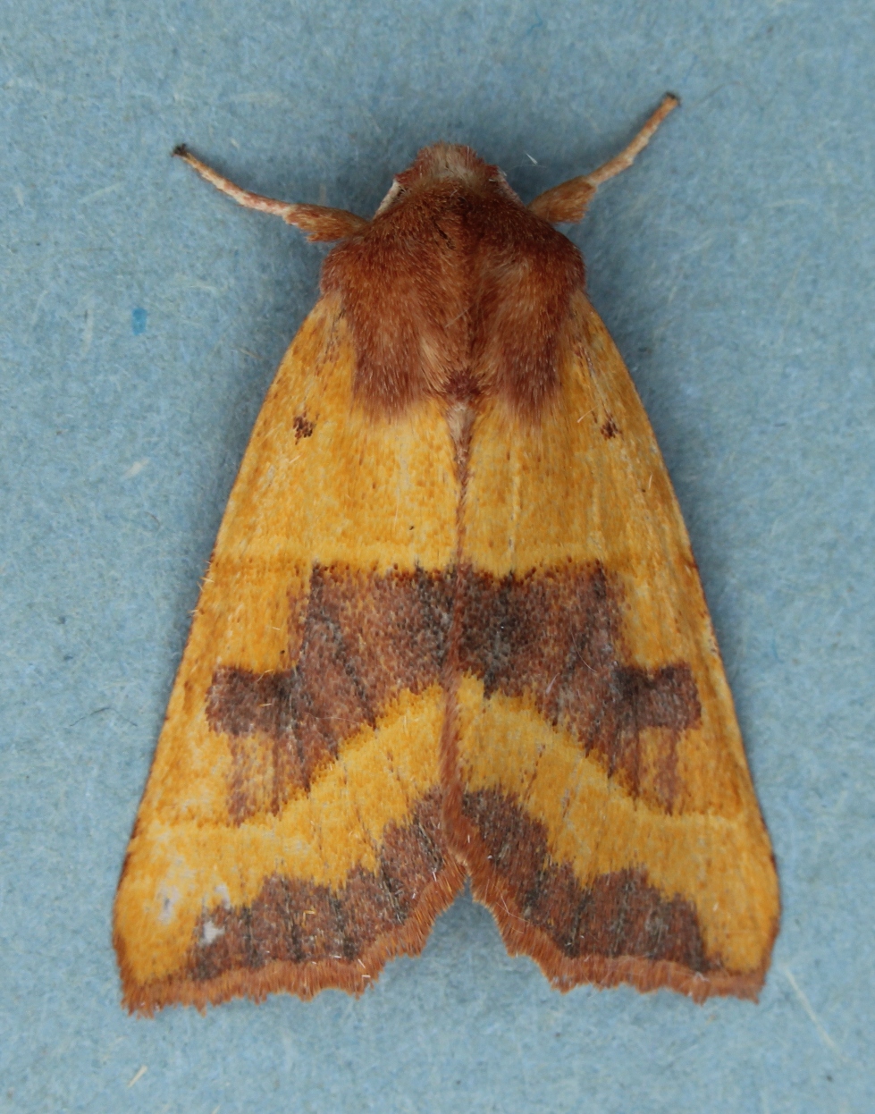 Ceredigion Moths: Centre-barred Sallow