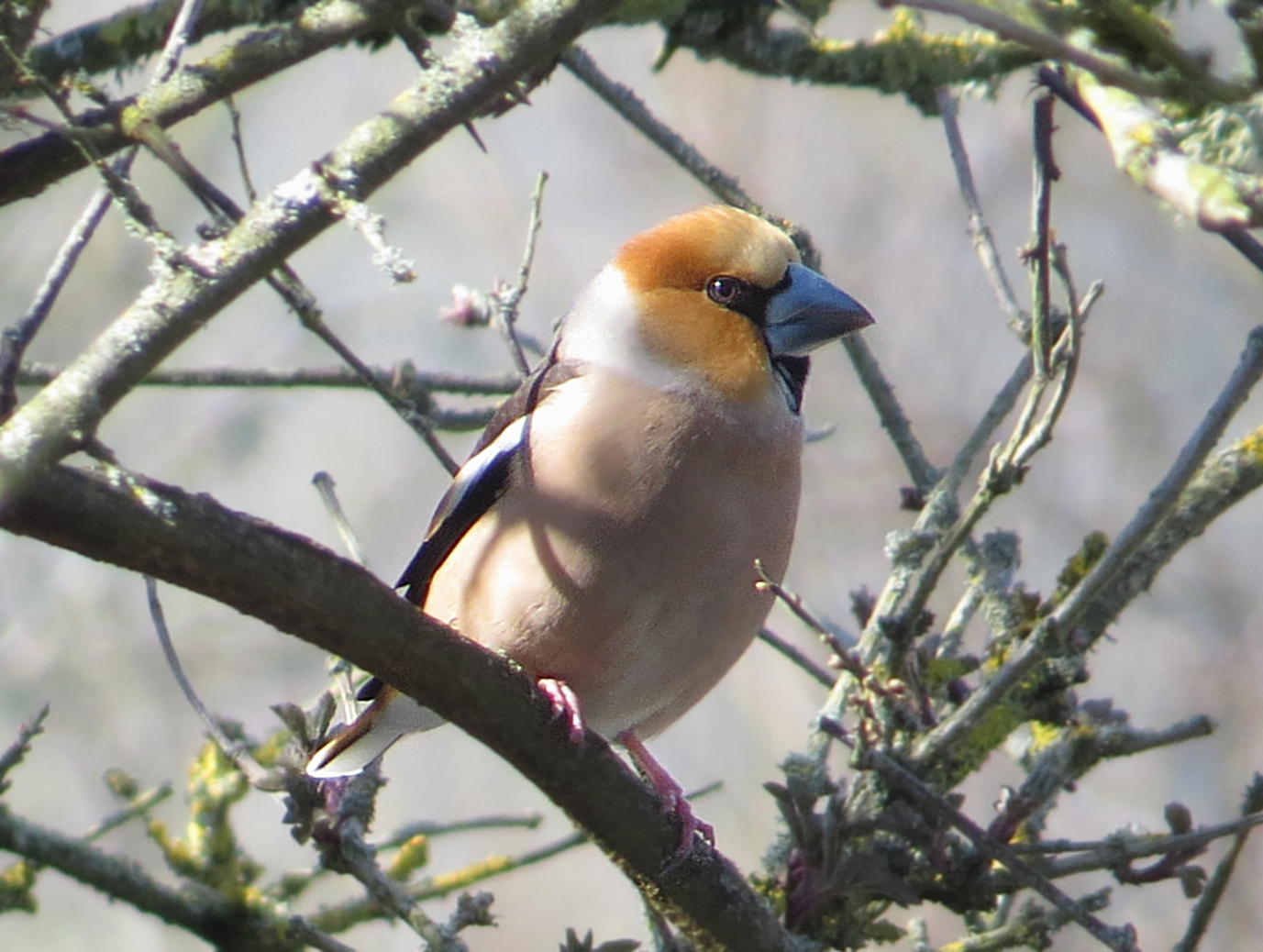 Teign Birds: Hawfinch