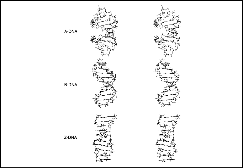 Temas: Estructura de los acidos nucleicos. DNA