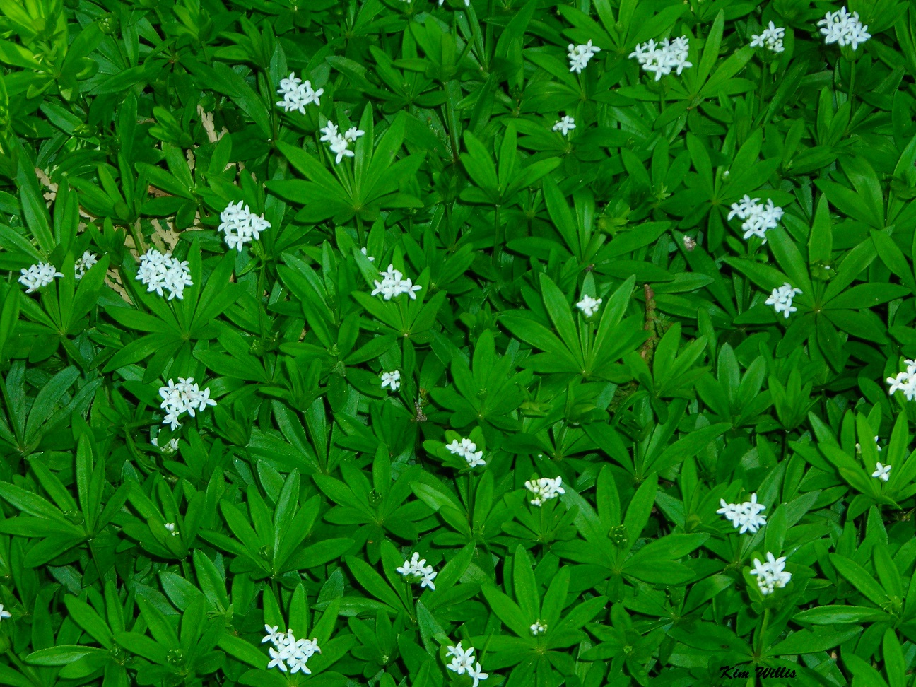 Gardening Granny's Gardening Pages: Sweet Woodruff