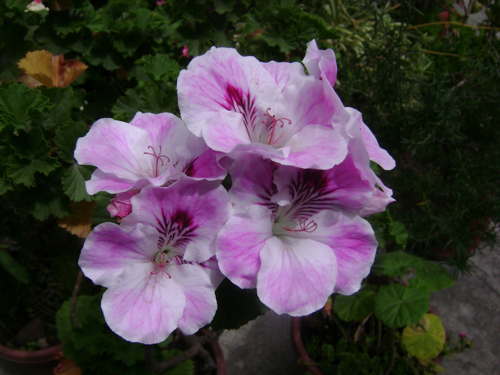 DE APROAPE..........DE CERCA......: MUSCATELE MELE....MIS GERANIOS