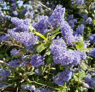 The 2 Minute Gardener: Photo - Ray Hartman Ceanothus