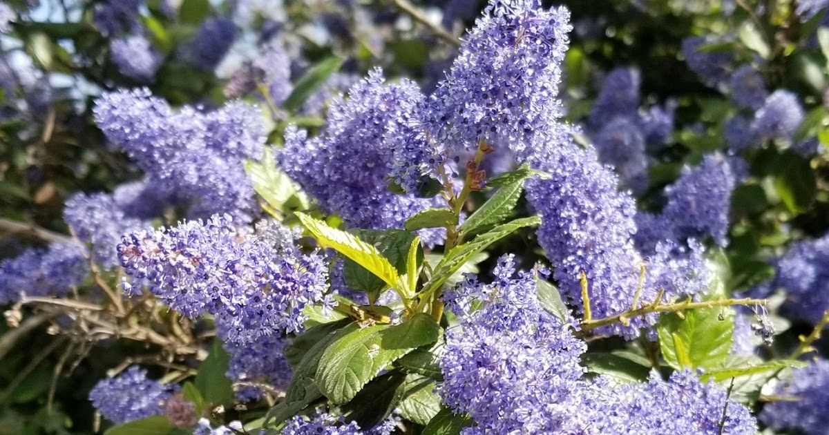 The 2 Minute Gardener: Photo - Ray Hartman Ceanothus