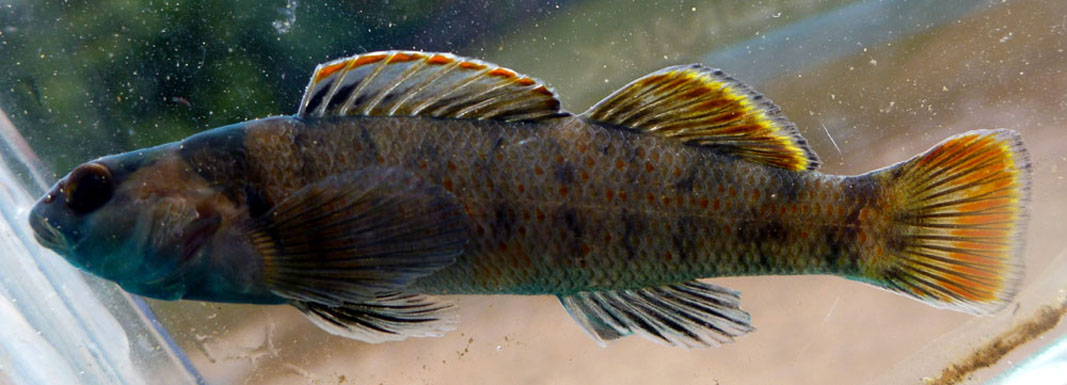 TNACI Field Notes: Goldline Darters in Alabama