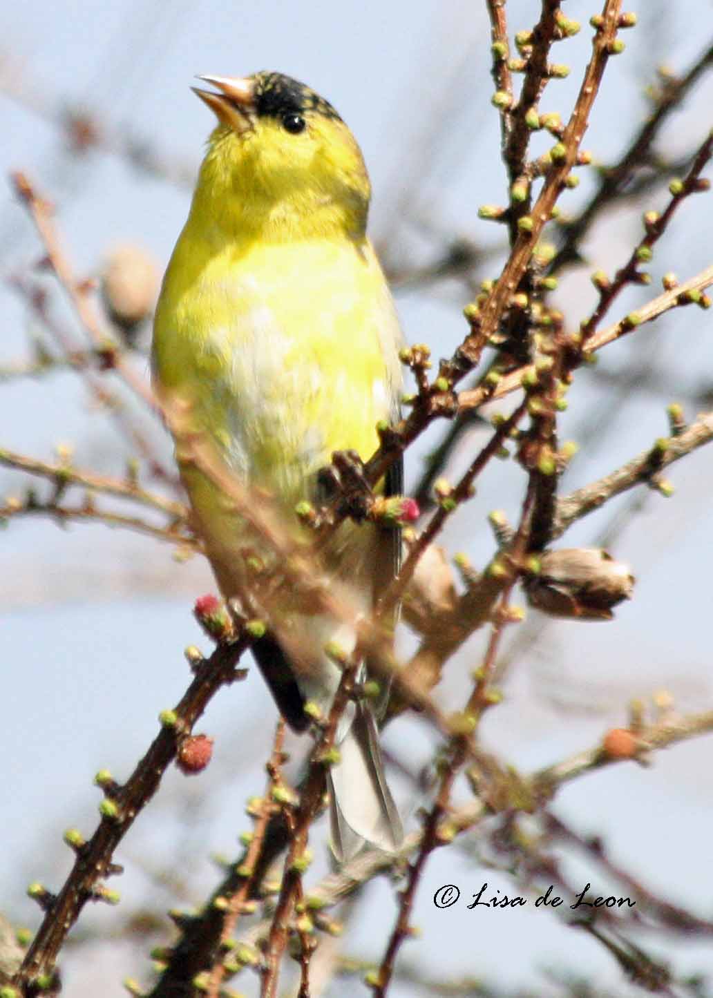 Spring in Newfoundland - Various Bird Species