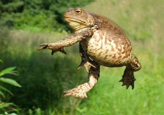 Toad | Funniest New Images-Pictures | Funny And Cute Animals