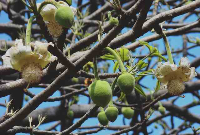Trees Planet: Adansonia grandidieri - Grandidier's baobab