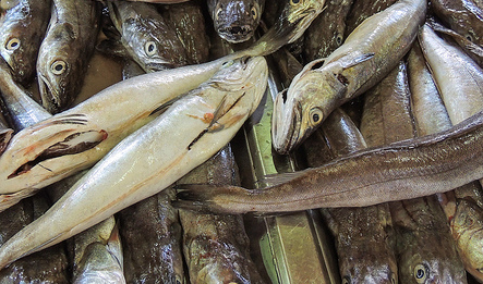 Kookkuns: Stokvis met 'n kaassous / Hake with Cheese Sauce