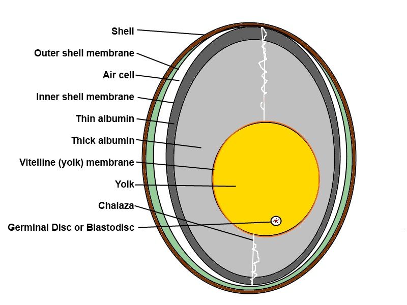 World's Most Amazing Things: Amazing Birth photos of a chicken