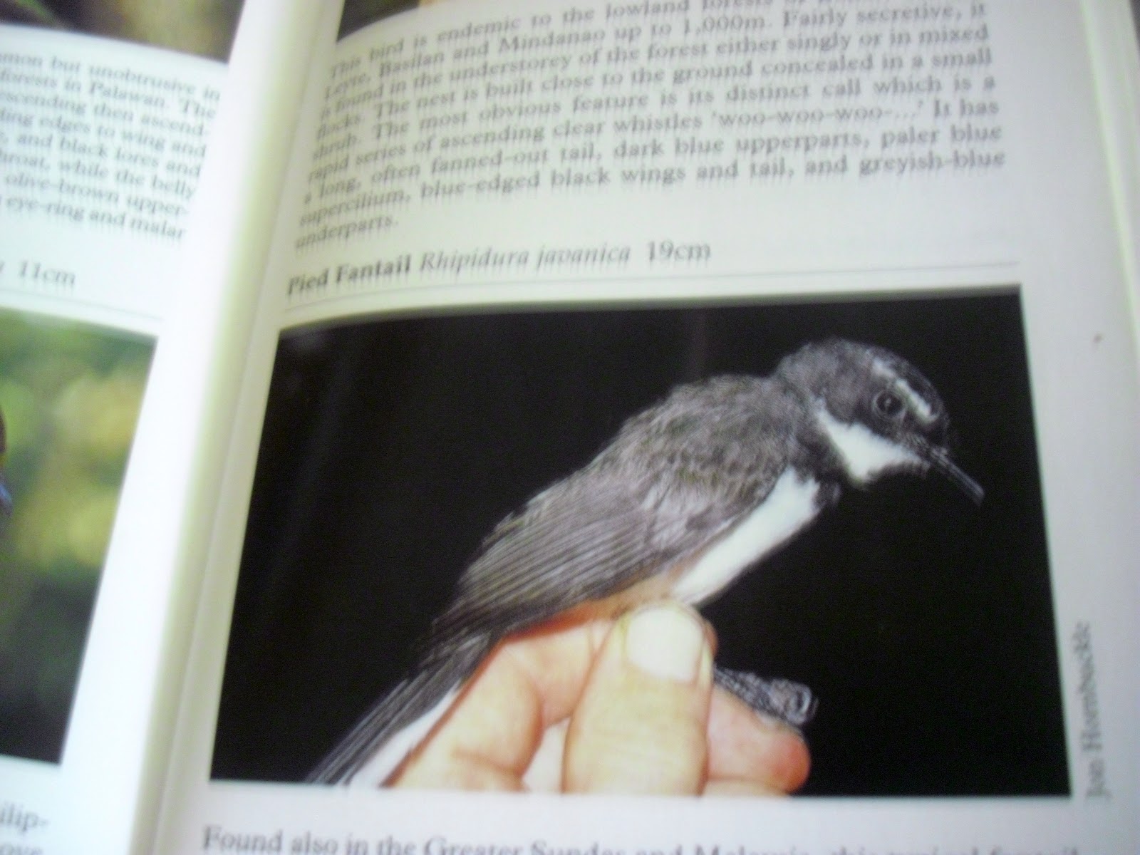 Tanáw: Birds of the Philippines