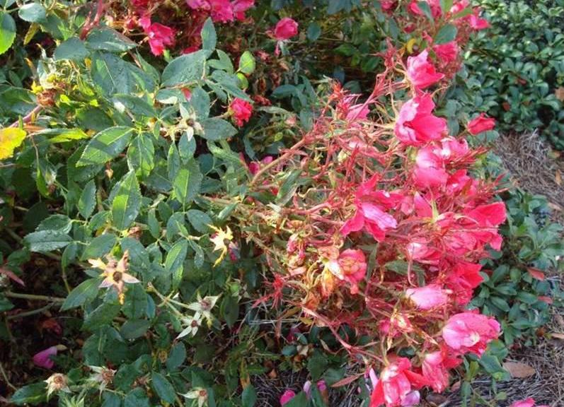 Tonya By Extension: Rose Rosette- You Must Stay Vigilant