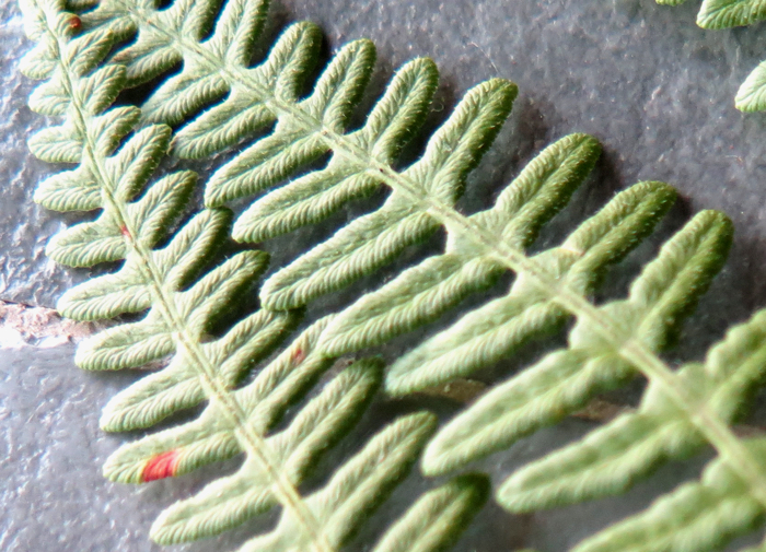 HELECHOS SILVESTRES: helecho común, (Pteridium aquilinum)