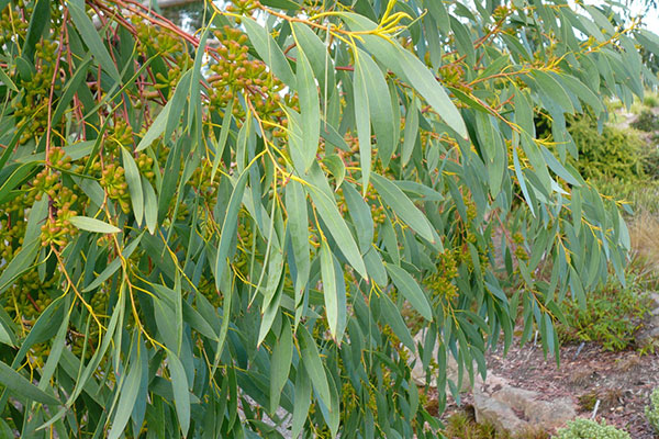 shiatoshi: Eucalyptus/Nilgiri : Plant description, Propagation, Uses