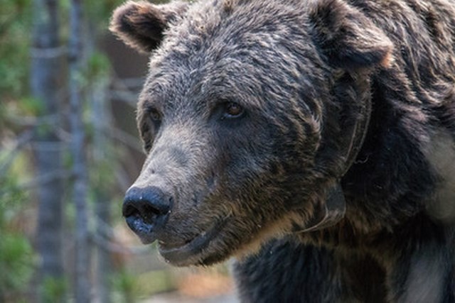[ASESINOS] Scarface el oso más representativo de Yellowstone fue ...