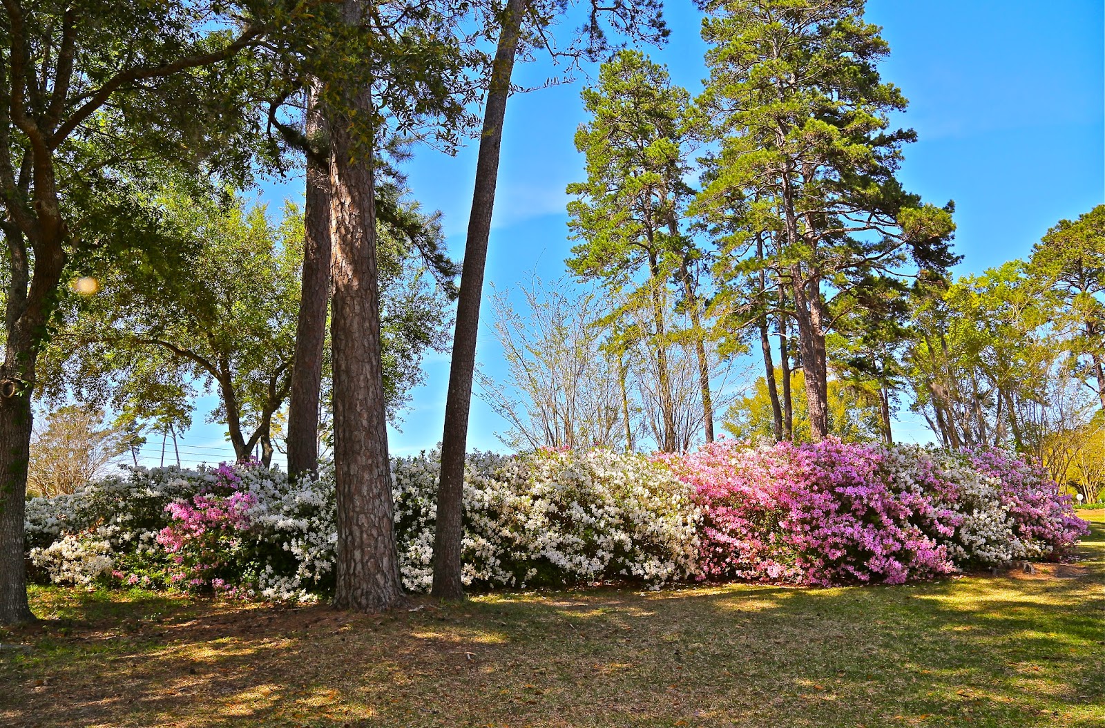 Sweet Southern Days: The Azaleas Are Blooming