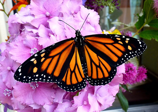 A Joyful Life: Butterflies and Transitions