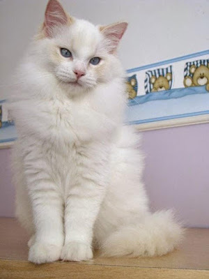 11 Ciri-Ciri Ras Kucing Anggora yang ASLI - OROPPA