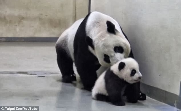 Bebé panda no quiere irse a dormir pero mamá panda... - Seamos Mas ...