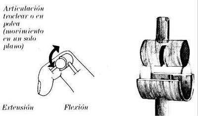 Anatomia: Generalidades de Anatomia