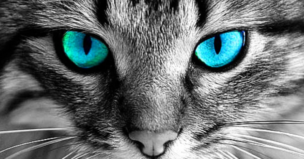 MundoGato: Entenda como funciona a visão dos gatos