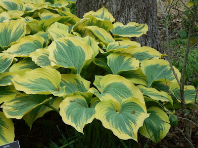 Future Plants by Randy Stewart: Hosta
