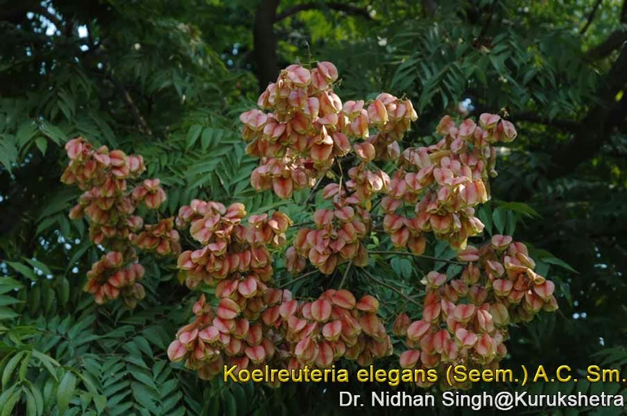 Medicinal Plants: Koelreuteria elegans, Flamegold, Chinese Rain Tree