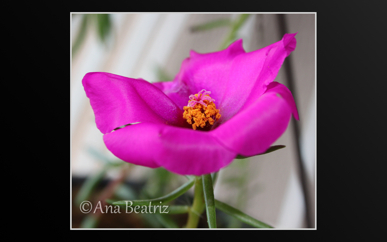 Aventura fotográfica: Bella a las once (Portulaca pilosa)