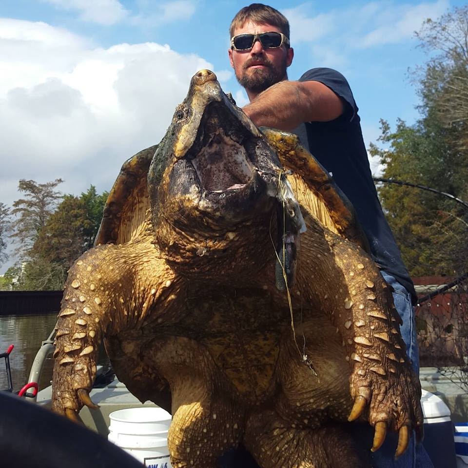 Blog Misteri Tesla: Legenda Beast Of Busco