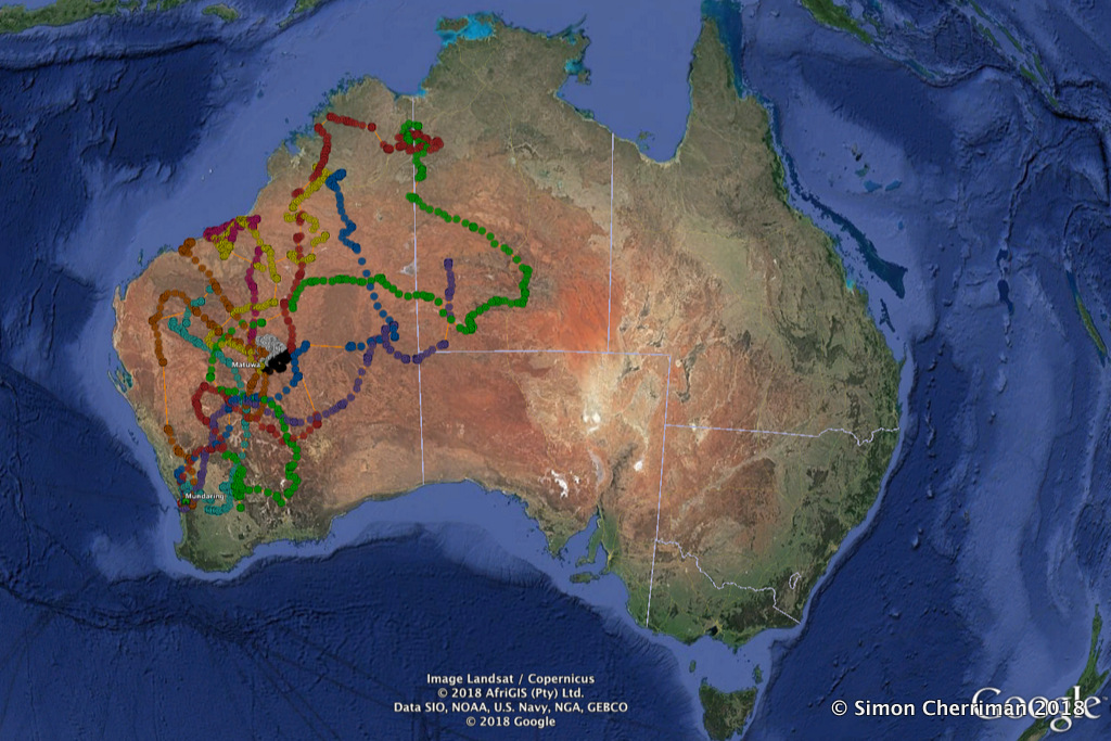 Wedge-tailed Eagle Tracking
