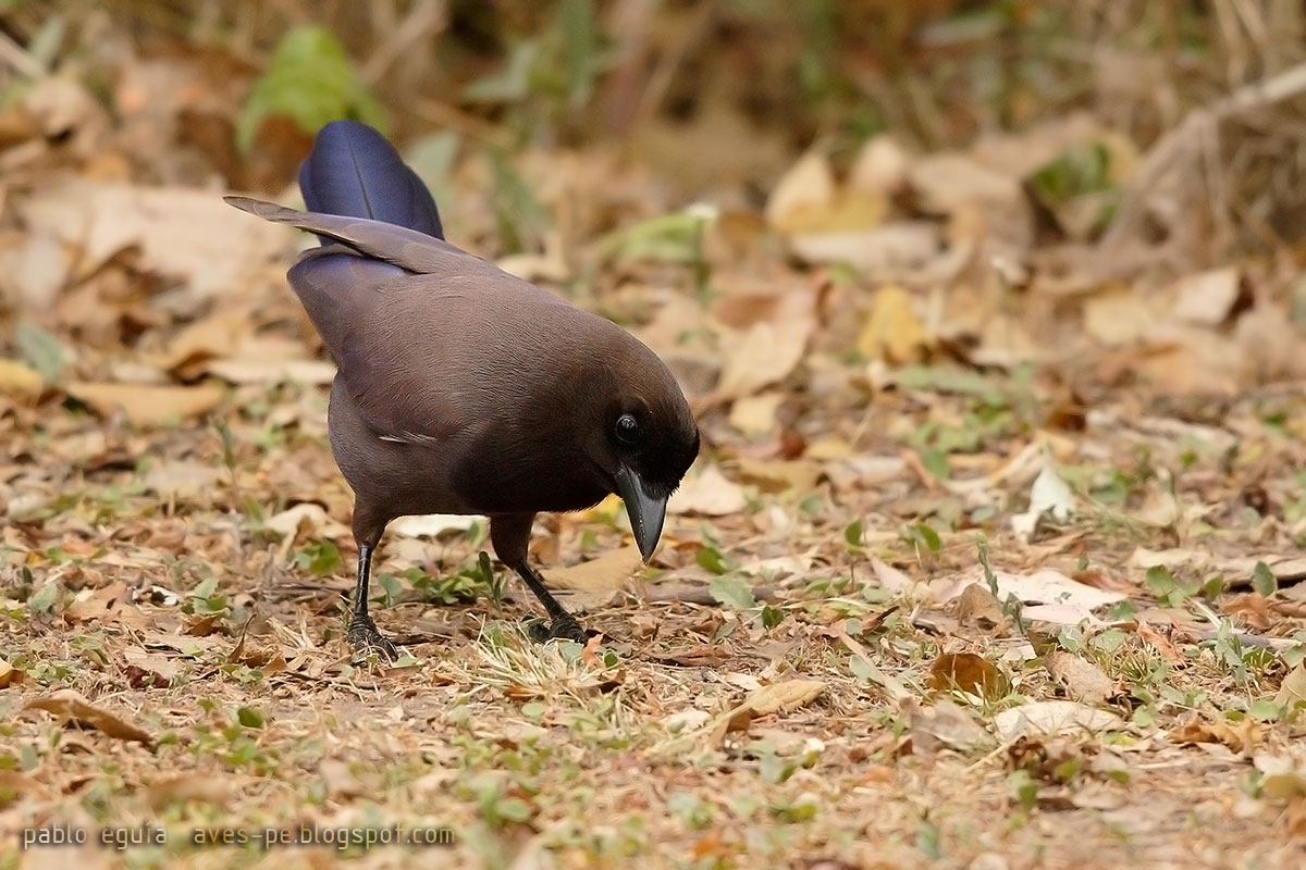 mis fotos de aves: Cyanocorax cyanomelas Urraca Morada Purplish Jay