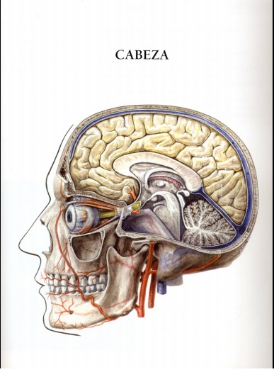 Atlas de Anatomía Humana de Csillag