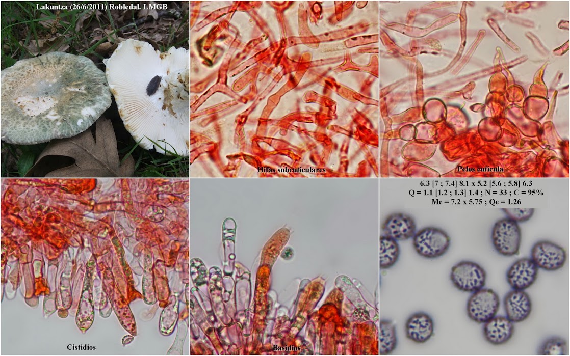 Microscopía de hongos. Vol 4. O - R: Russula virescens