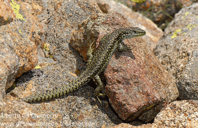 Desde El Torreón: La Lagartija carpetana (Iberolacerta cyreni). Cuidado ...