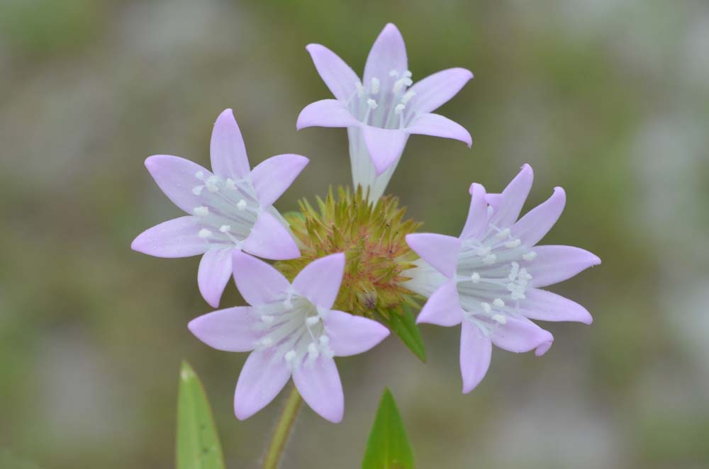 Space Coast Wildflowers: Weeds and Other Wildflowers Along the Bike ...