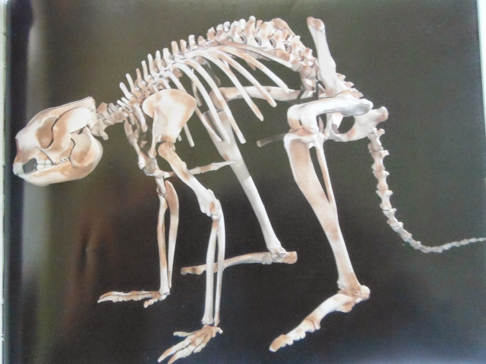 Aboriginal Prehistory Central Qld Area: Origins